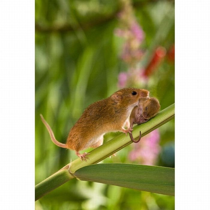 The Secret Life of the Harvest Mice | Amusing Planet
